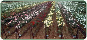 {Growing Guide} The Rose Company - Welcome to the World of Roses